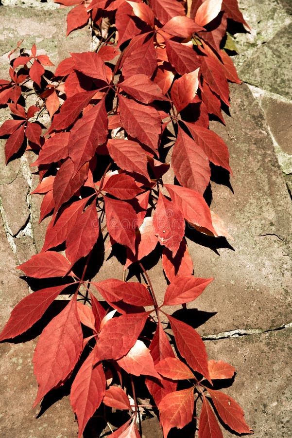 Mystical Autumn Landscape with Colored Leaves on Stone Wall Stock Photo ...