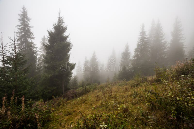 Trees in sunset with fog stock photo. Image of sunrise - 86174854