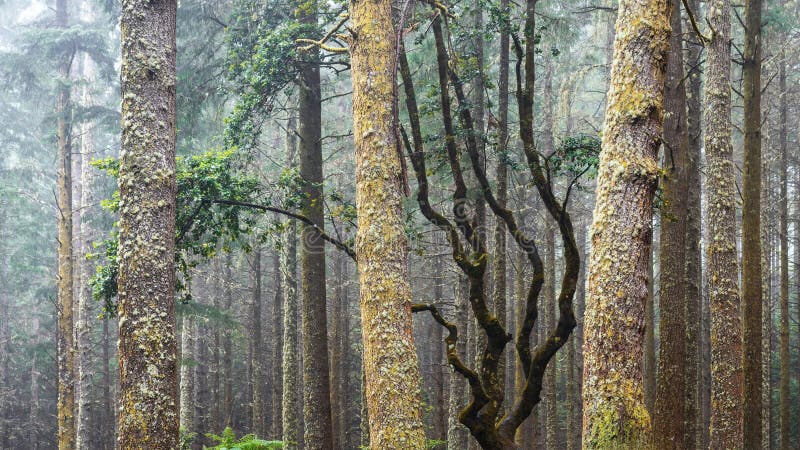 A Mystical Evergreen Forest in the Highlands of Madeira. the Trunks of ...