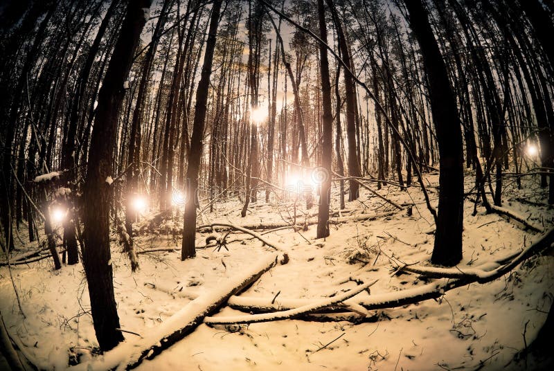 Mystical forest stock image. Image of area, lights, trees - 22919365