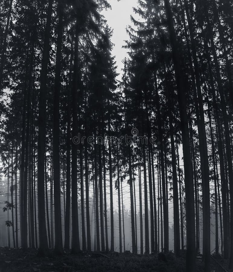 Mystical Forest stock photo. Image of dark, winter, black - 64283720