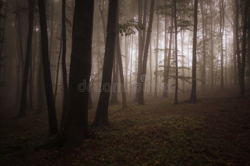 Mystical Forest with Fog and Light Stock Image - Image of exploration ...
