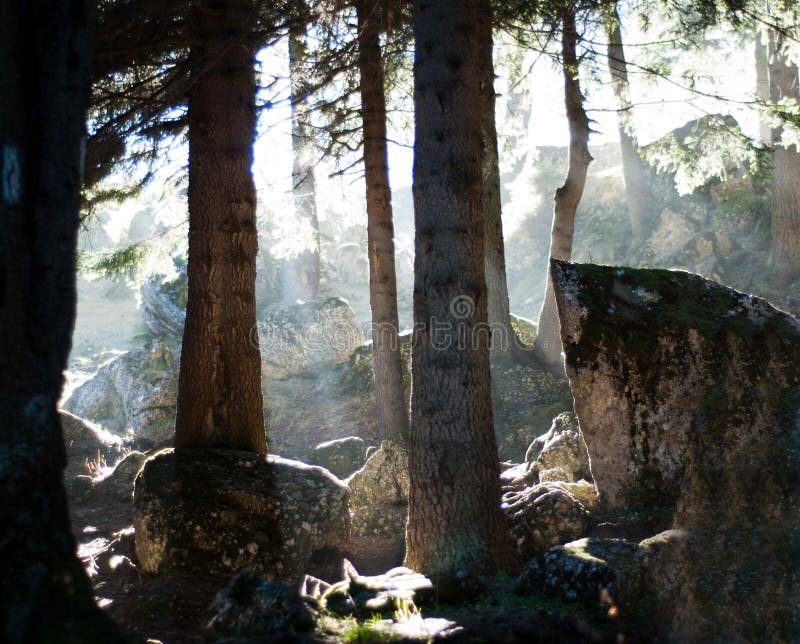 Mystical forest stock image. Image of imposing, concentric - 51016033