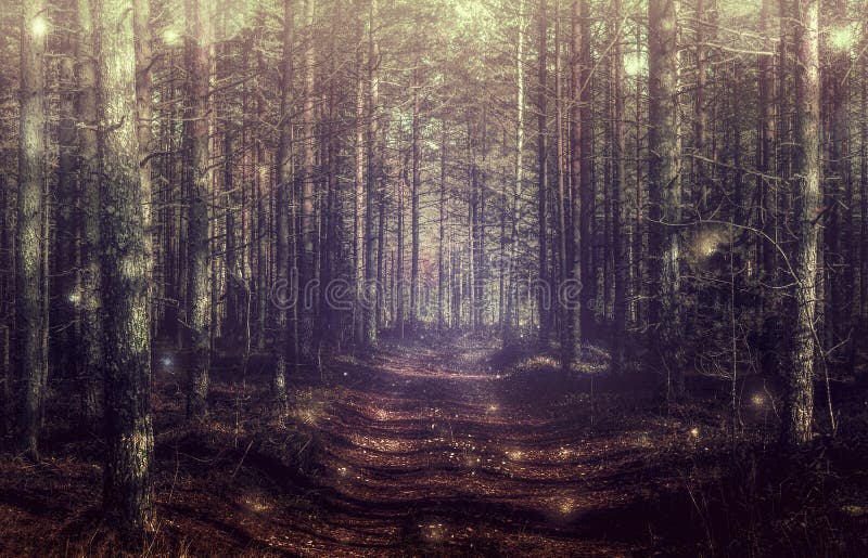 Mystical Forest Landscape with Magical Light Stock Photo - Image of ...