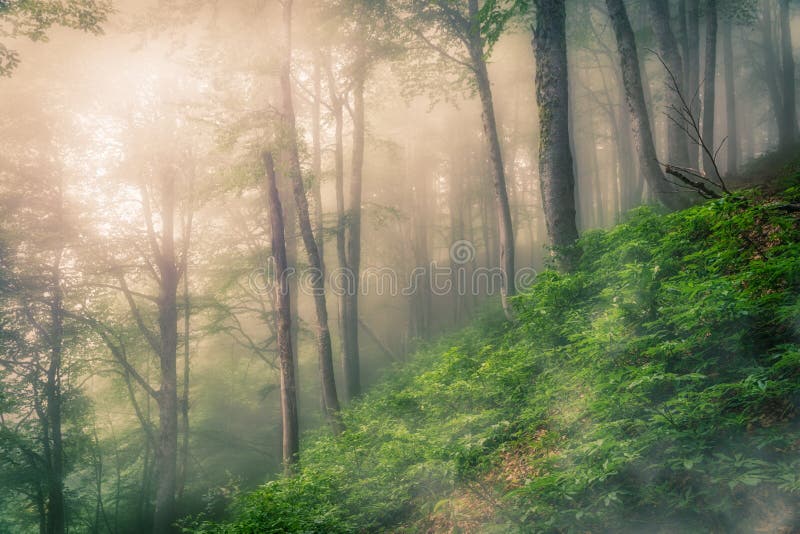 Mystical Forest on a Mountainside in Heavy Fog Stock Image - Image of ...