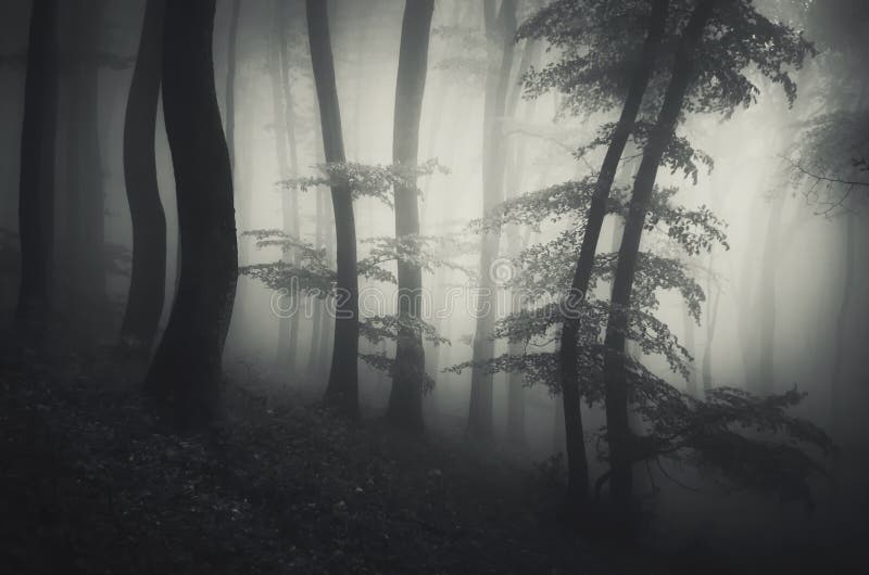 Mystical Forest with Mysterious Fog Stock Photo - Image of flora ...