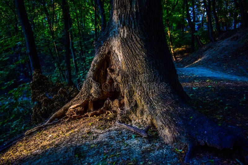 Mystical Hollow at the Root of a Tree Close-up in the Dusk of the ...