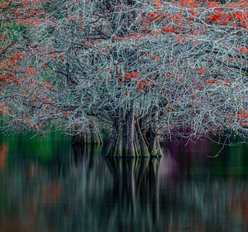 Mystical Huge Tree in Tranquil Pond Setting Eliciting Calming Peaceful ...