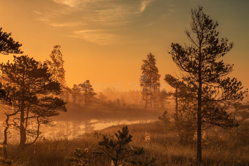 Mystical Morning in the Wild Taiga Stock Photo - Image of sunlight ...