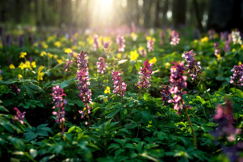 Charming Spring Landscape with Yellow Against Blue Sky Back Stock Photo ...