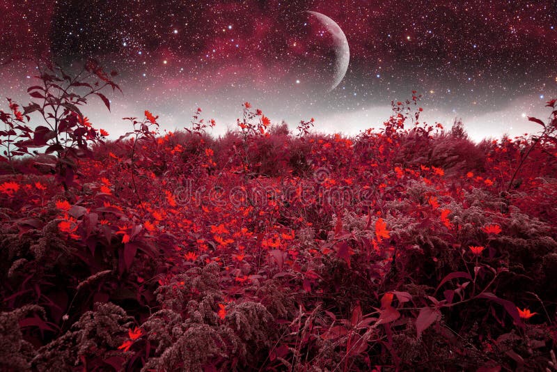 Spring Night Wallpaper