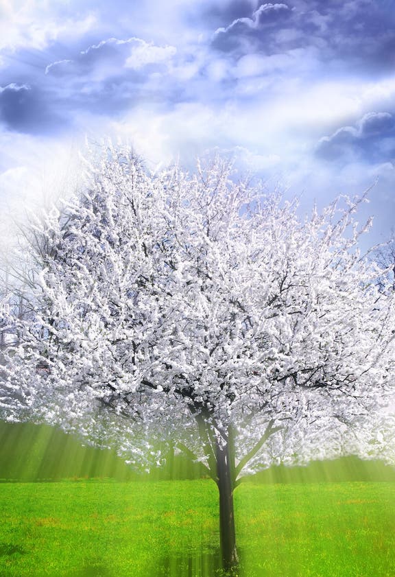 Mystical spring tree stock image. Image of miracle, rays - 8752479
