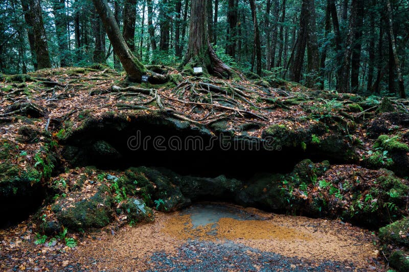 Mystical Trails and Tree Roots in Aokigahara Forest Stock Photo - Image ...