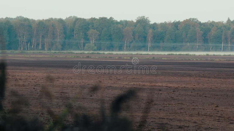 Mystical Twilight: Fog Blanketing Wild Fields with Enchanting Forest ...
