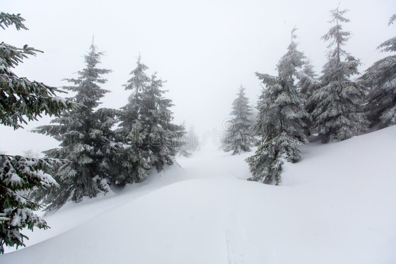 Mystical Winter Forest Covered with Snow on Cloudy Day Stock Photo ...