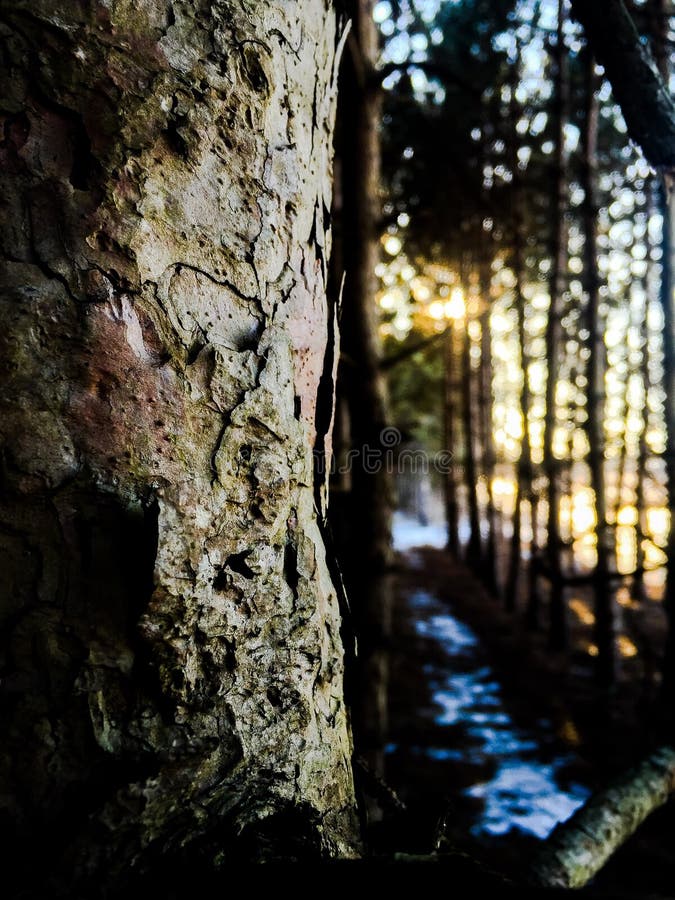 Mystical woods stock image. Image of mystical, urban - 51899879