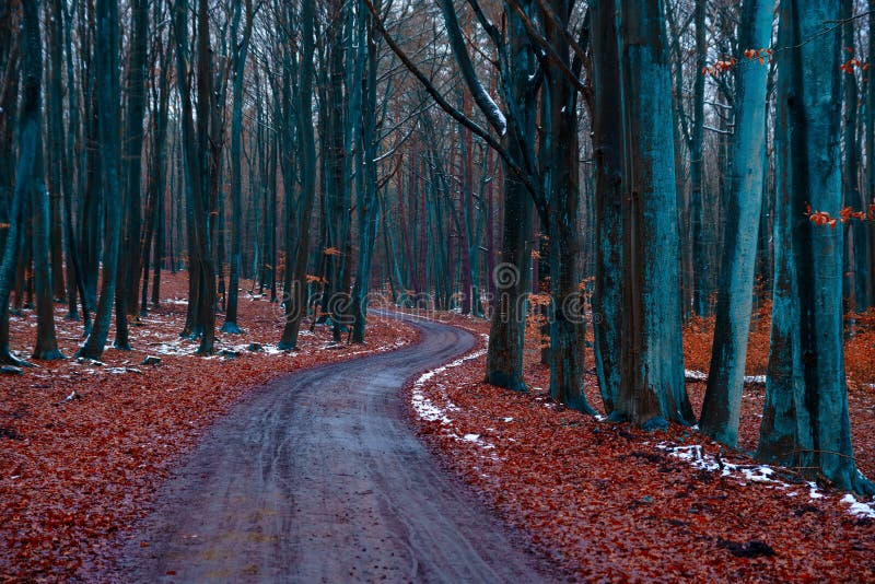 Mystique View of a Forest with Bare Trees and a Path in Winter Stock ...
