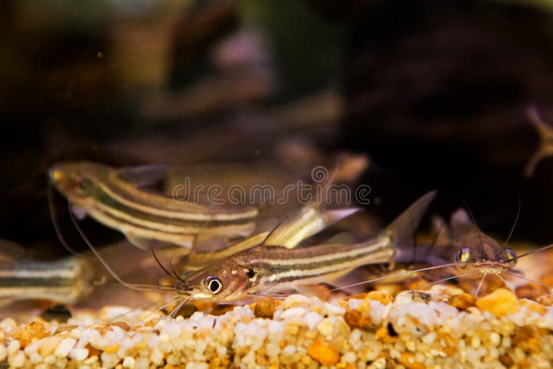 Mystus nigriceps stock photo. Image of lake, life, predatory - 37784330