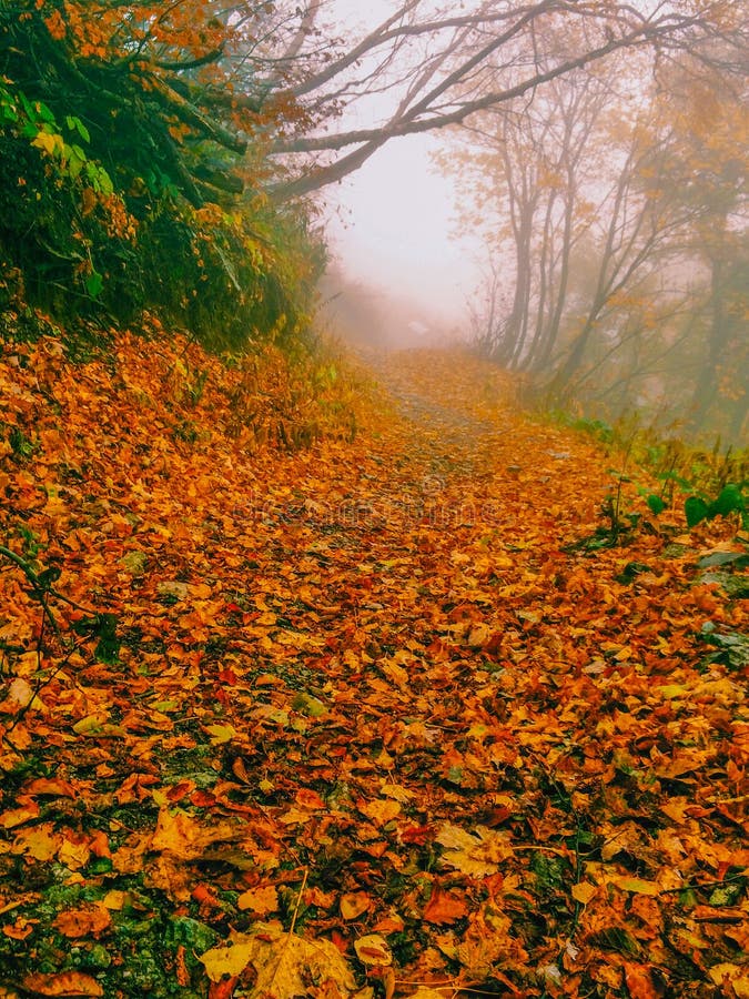Mysty Path in Autumn Forest with Fog and Yellow Leaves Stock Photo ...