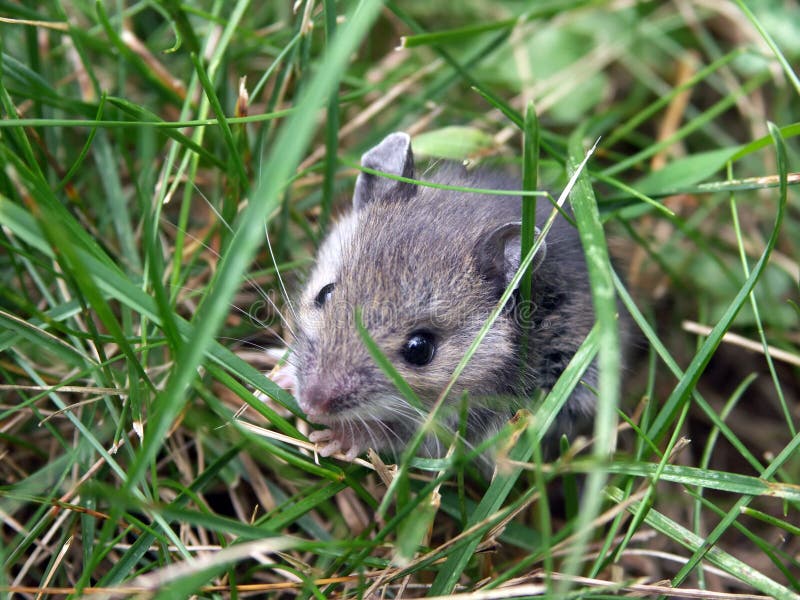 Mysz zdjęcie stock. Obraz złożonej z twarz, ślepuszonka - 1138952