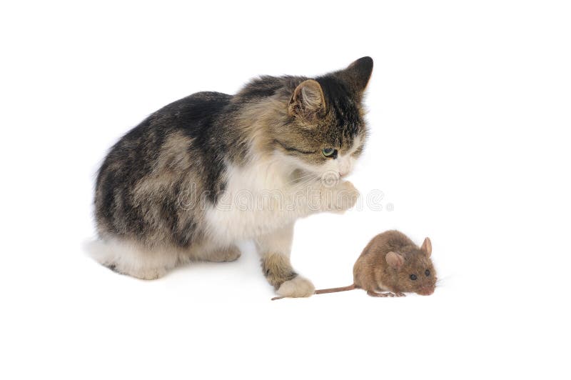 Śliczna mała mysz obraz stock. Obraz złożonej z mysz - 30499951