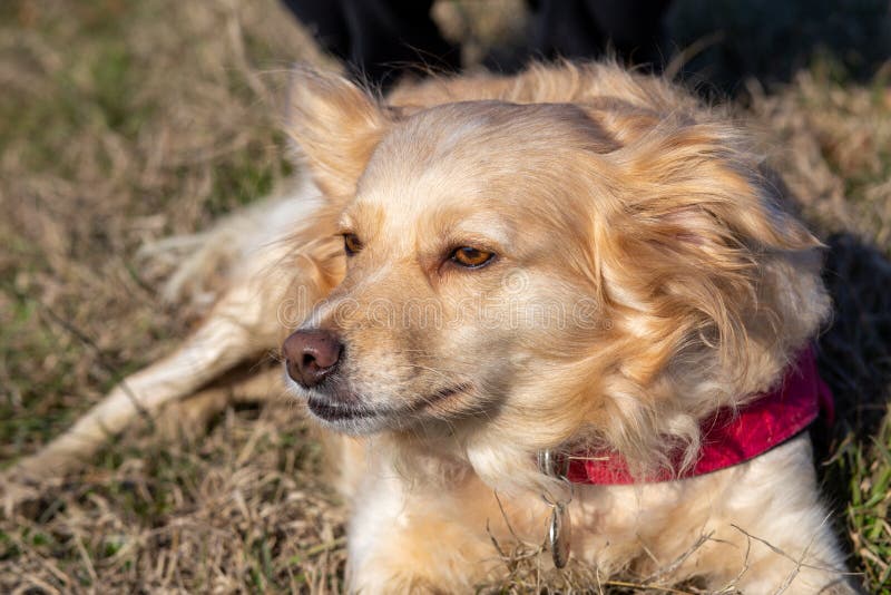 Mythical Pet Dog Crosses between Various Dog Breeds Stock Image - Image ...