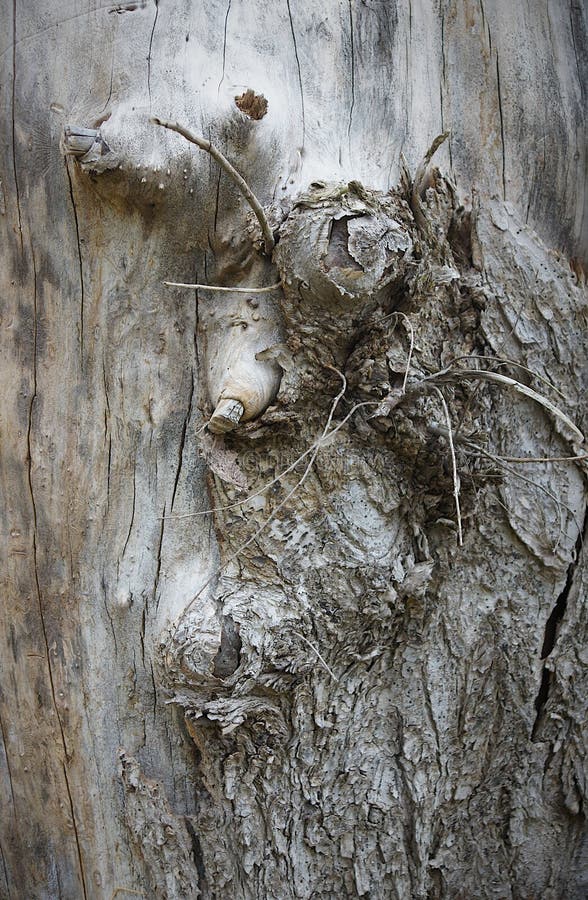 Mythological Monster on the Old Tree Trunk Stock Photo - Image of woods ...