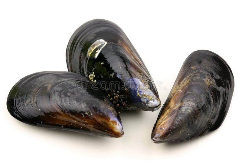 Mytilus edulis stock image. Image of food, mussel, blue - 17790431