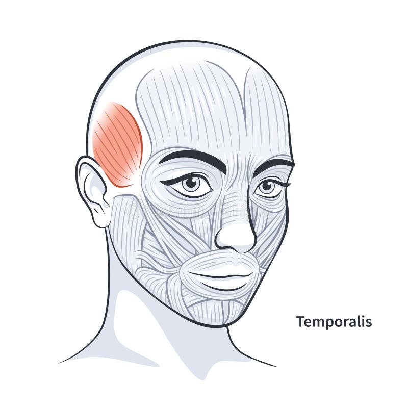 Estrutura Das Fibras Musculares Esqueléticas Anatomia Biceps E Triceps ... Estrutura Das Fibras Musculares Esqueléticas Anatomia Biceps E Triceps ...