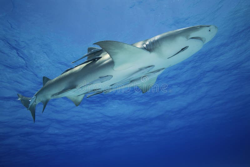 Citroenhaai Op De Bahama ' S Stock Foto - Image of openlucht, diep ...