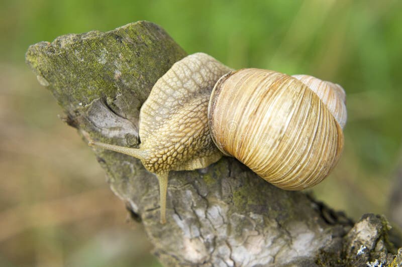 Burgundy snail arkivfoto. Bild av buffoon, ensamt, natur - 25657782