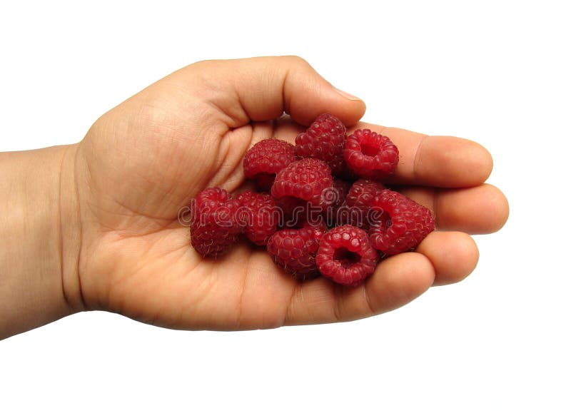 Hallonbuske med bär arkivfoto. Bild av bär, sommar, rött - 26554334