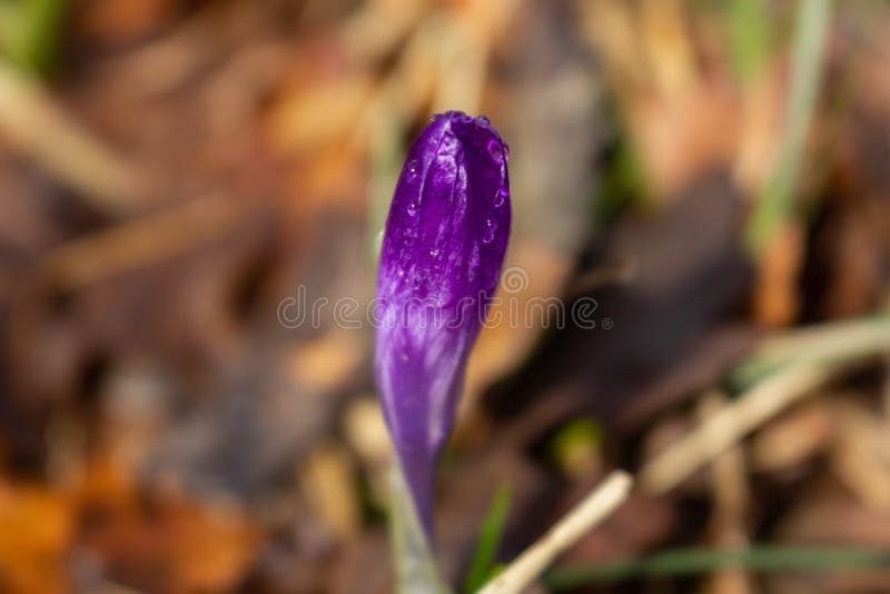 N Closeup of Young Purple Forest Flower Stock Photo - Image of closeup ...