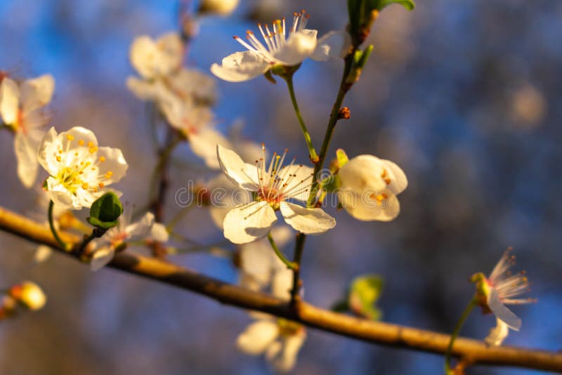 N Evening Sunset Forest Plants and Flowers Stock Photo - Image of ...