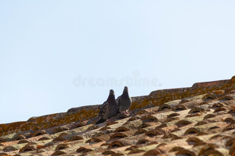 N Two Birds on a Old Tiled Rooftop Stock Photo - Image of rooftop ...