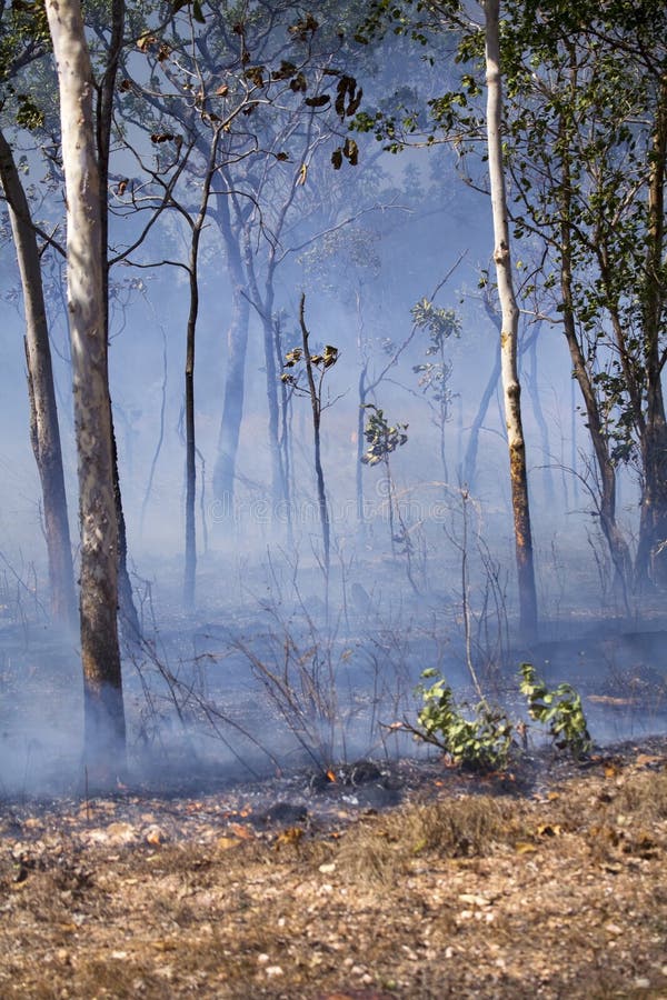 Na de bosbrand stock afbeelding. Image of ellende, afdeling - 5402029