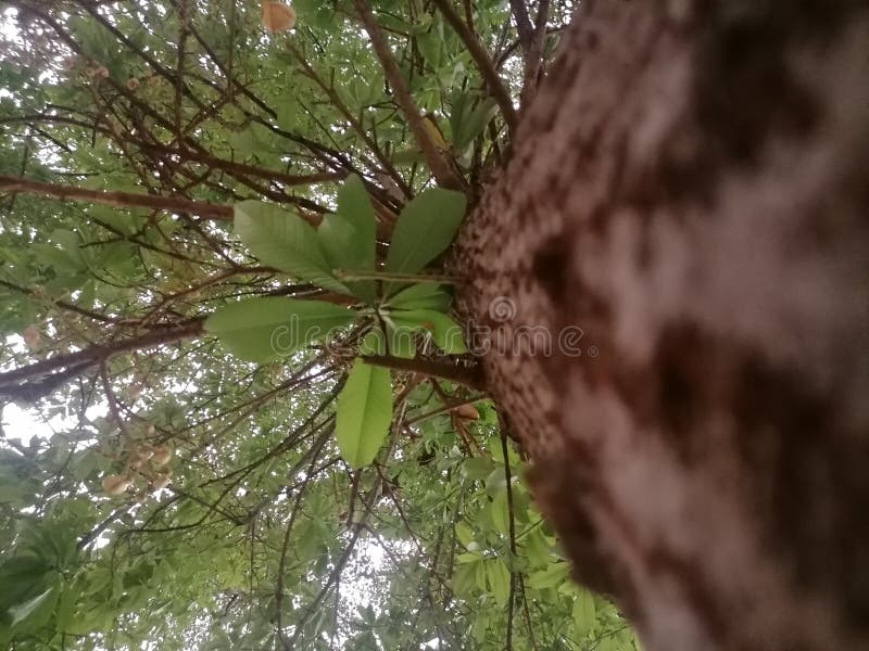 Na flower trees stock photo. Image of woodland, deciduous - 248725368