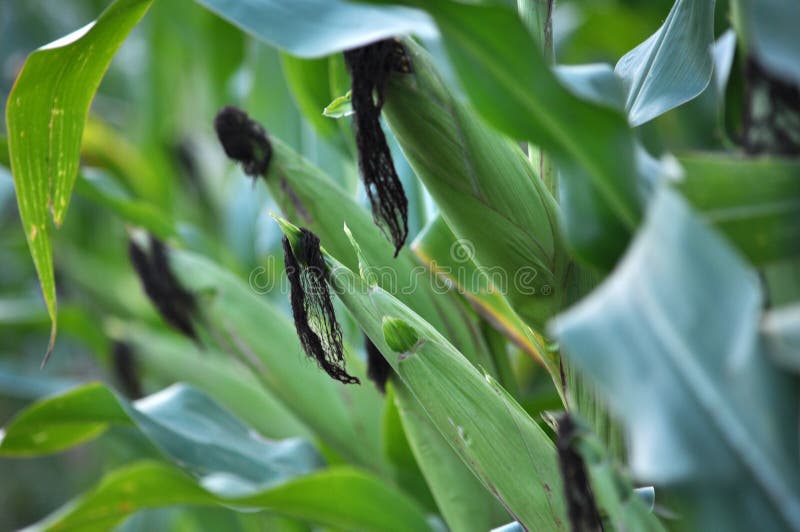 Na Haste Do Milho Amadurece a Espiga Foto de Stock - Imagem de fazenda ...