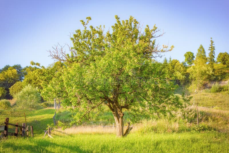 Lonely Spreading Tree among the Open Field. Stock Image - Image of ...