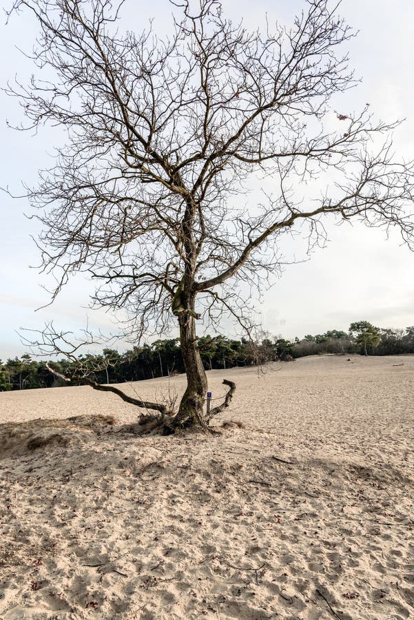 Naakte Boom in Duinen Van Stuifzand Stock Afbeelding - Image of ...