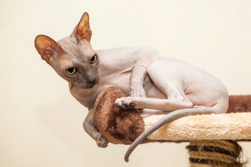 Naakte Kat stock foto. Image of zoogdier, uitziend, dier - 47851140