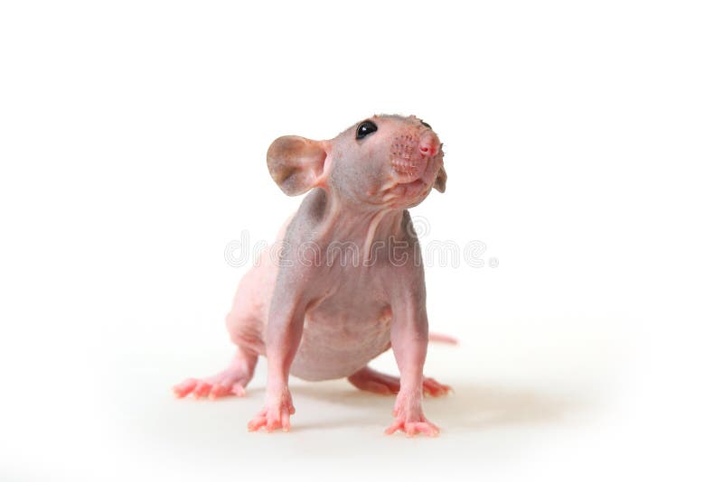 Naakte rat stock foto. Image of gooi, dier, lelijk, nanometer - 3318546