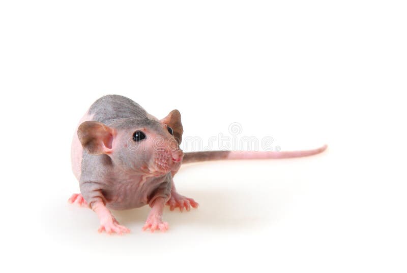 Naakte rat stock foto. Image of gooi, dier, lelijk, nanometer - 3318546