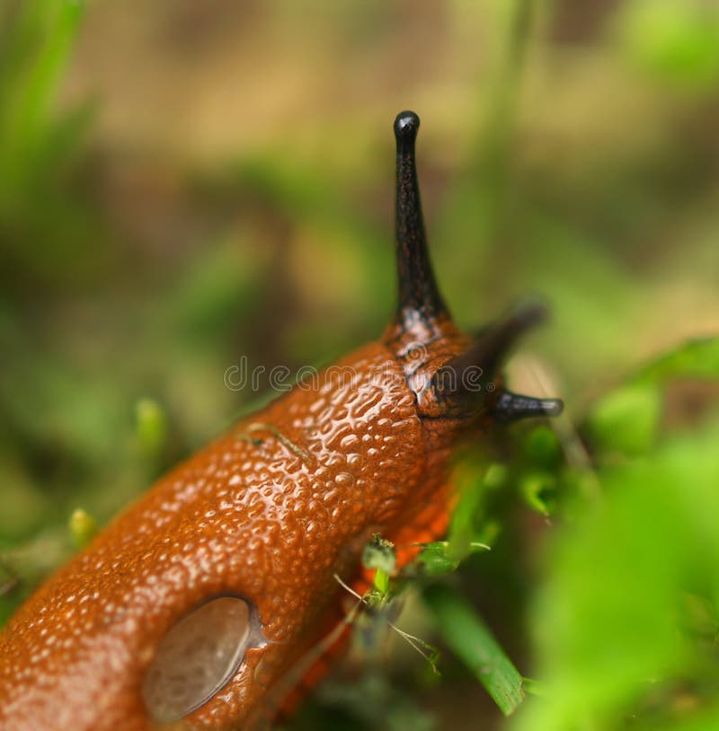 Naaktslak stock foto. Image of groen, kruip, weekdieren - 6211576