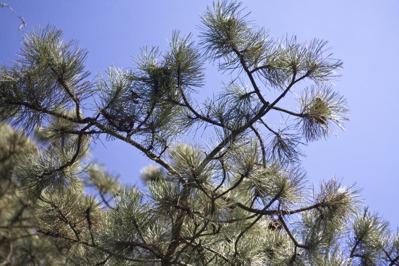 Naaldboom, Sparren, Kerstboom Met Kegels Stock Foto - Image of ...