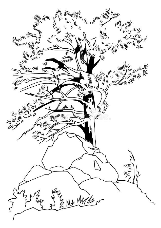 Naald boom vector illustratie. Illustration of patroon - 17190468