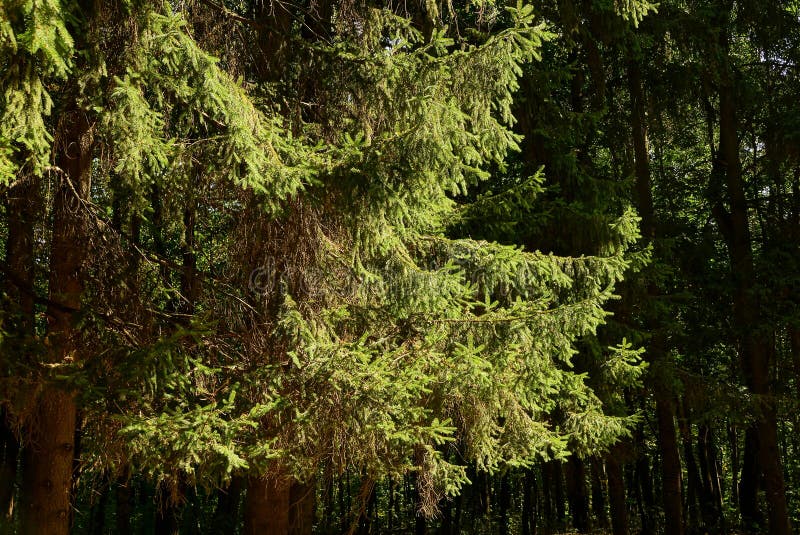 Een Naald Groen Bos, Sparren, Bomen Stock Foto - Image of licht ...