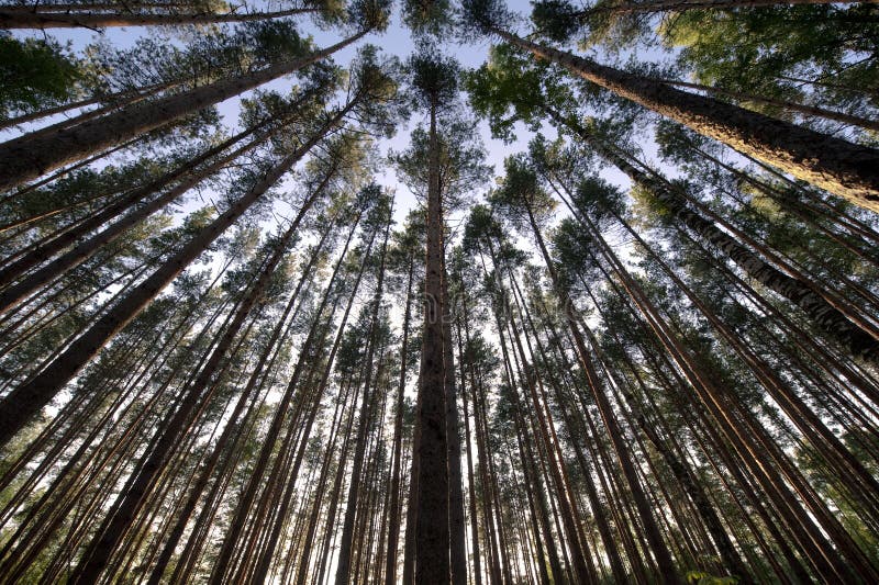 Naaldbomen stock foto. Image of ecologie, naaldboom, nave - 10252514