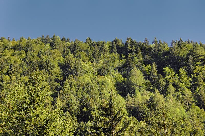 Naaldbomen stock afbeelding. Image of hemel, groen, plantkunde - 10477681