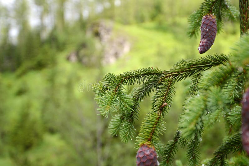 Naaldbos stock foto. Image of naald, groen, landschappen - 110267046